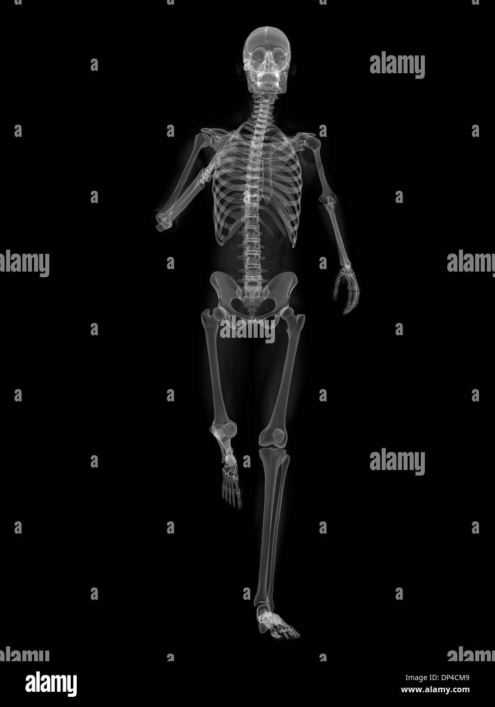 Human skeleton running hi-res stock photography and images - Alamy