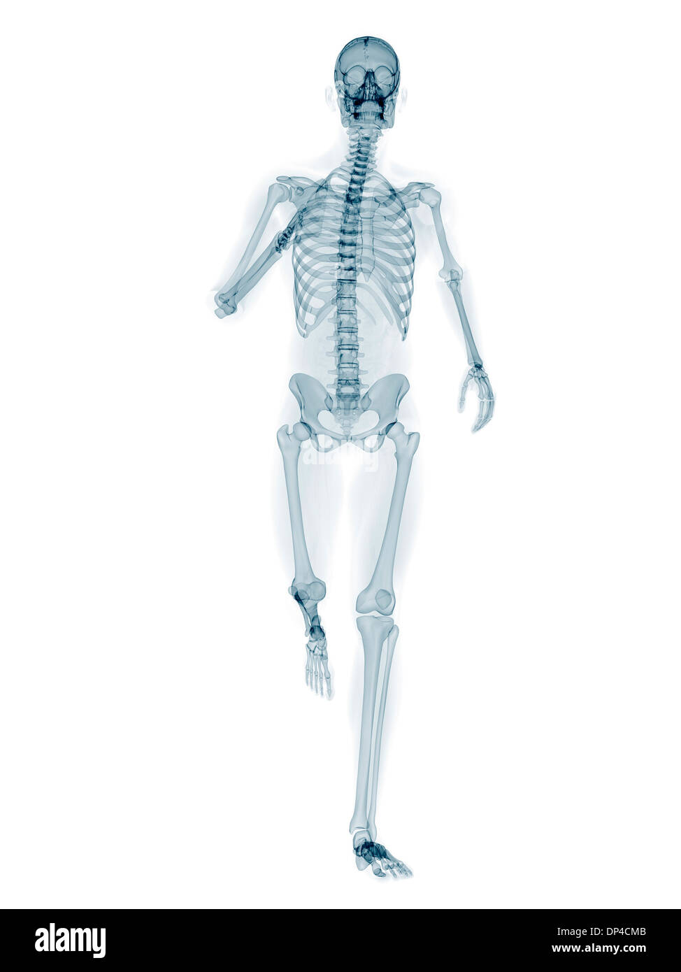 Human skeleton running hi-res stock photography and images - Alamy