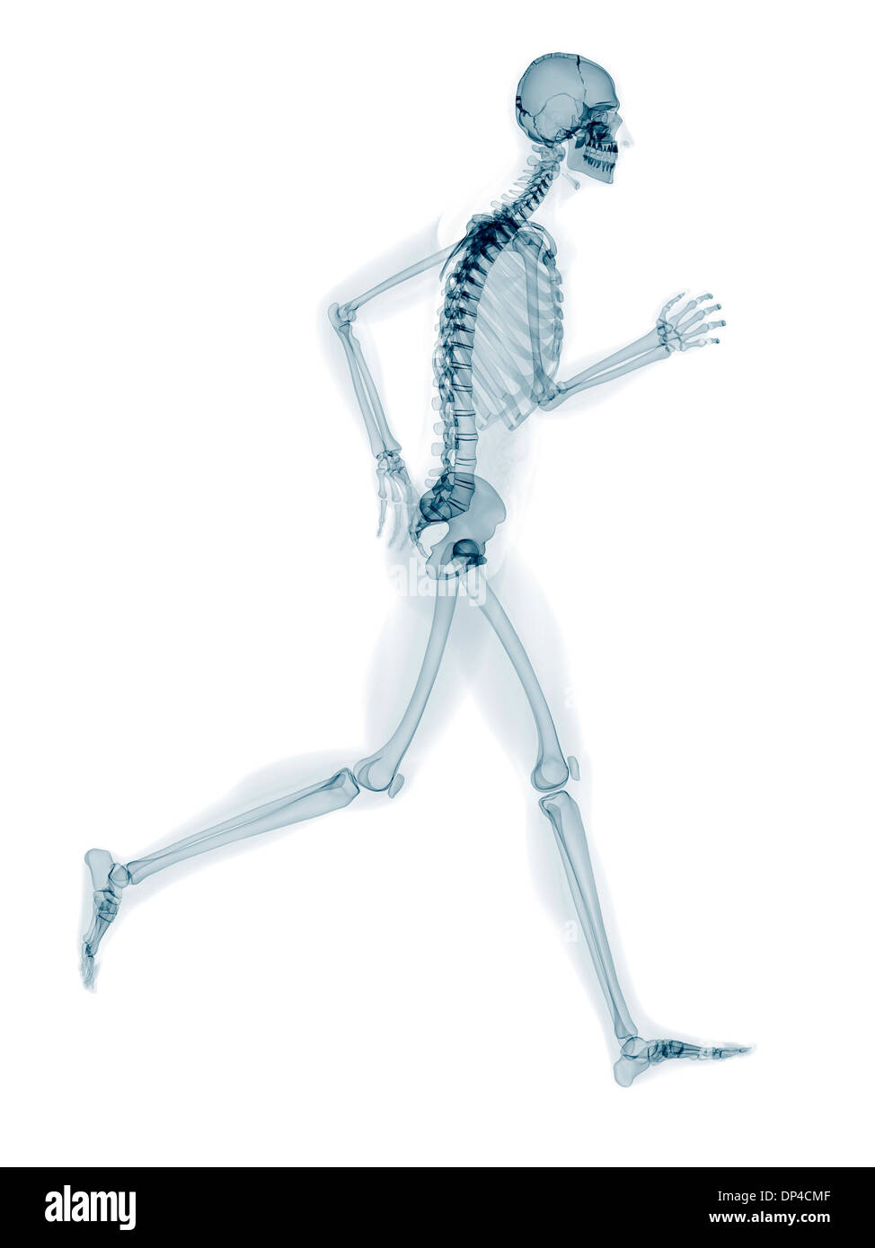 Skeleton running, artwork Stock Photo - Alamy