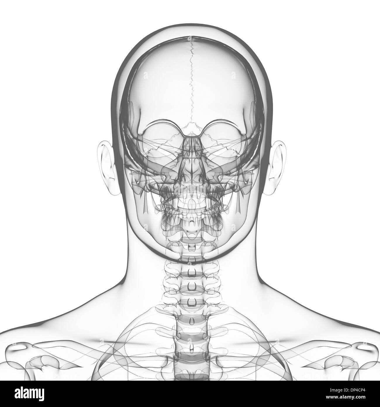 Human skull Black and White Stock Photos & Images - Alamy