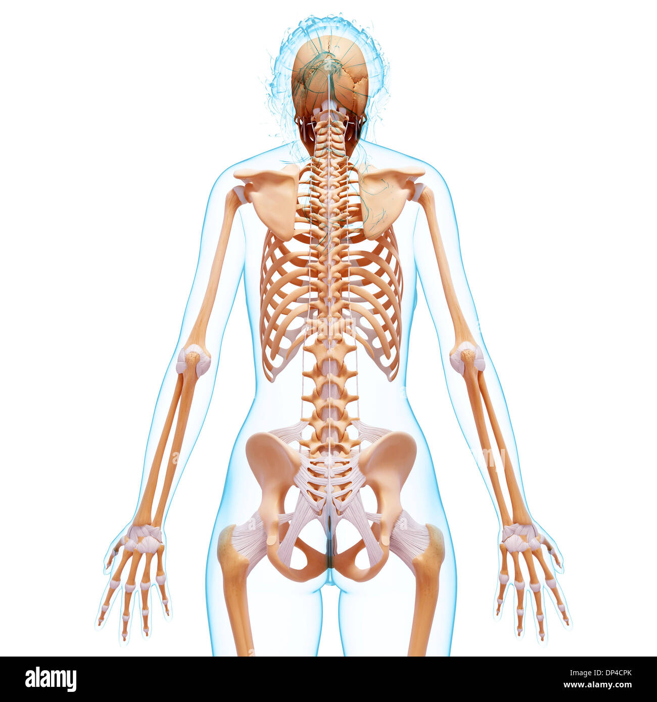 Female skeleton, artwork Stock Photo - Alamy