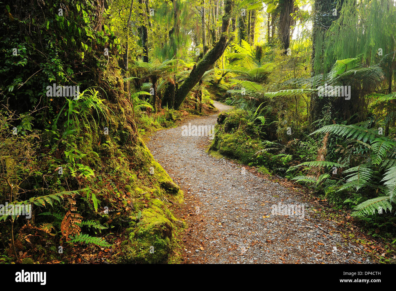 Path through Temperate Rain Forest, Haast, West Coast, South Island ...