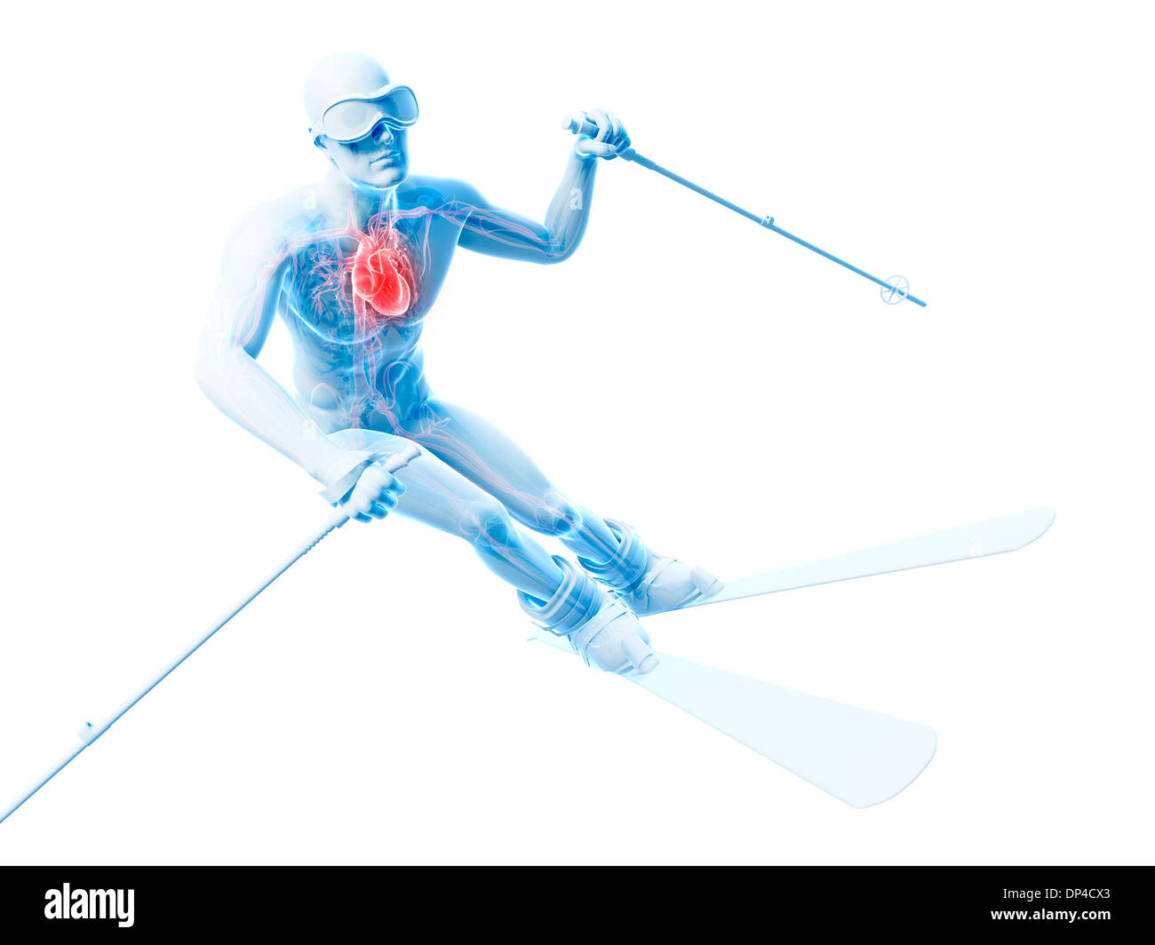 Circulatory system male Cut Out Stock Images & Pictures - Alamy