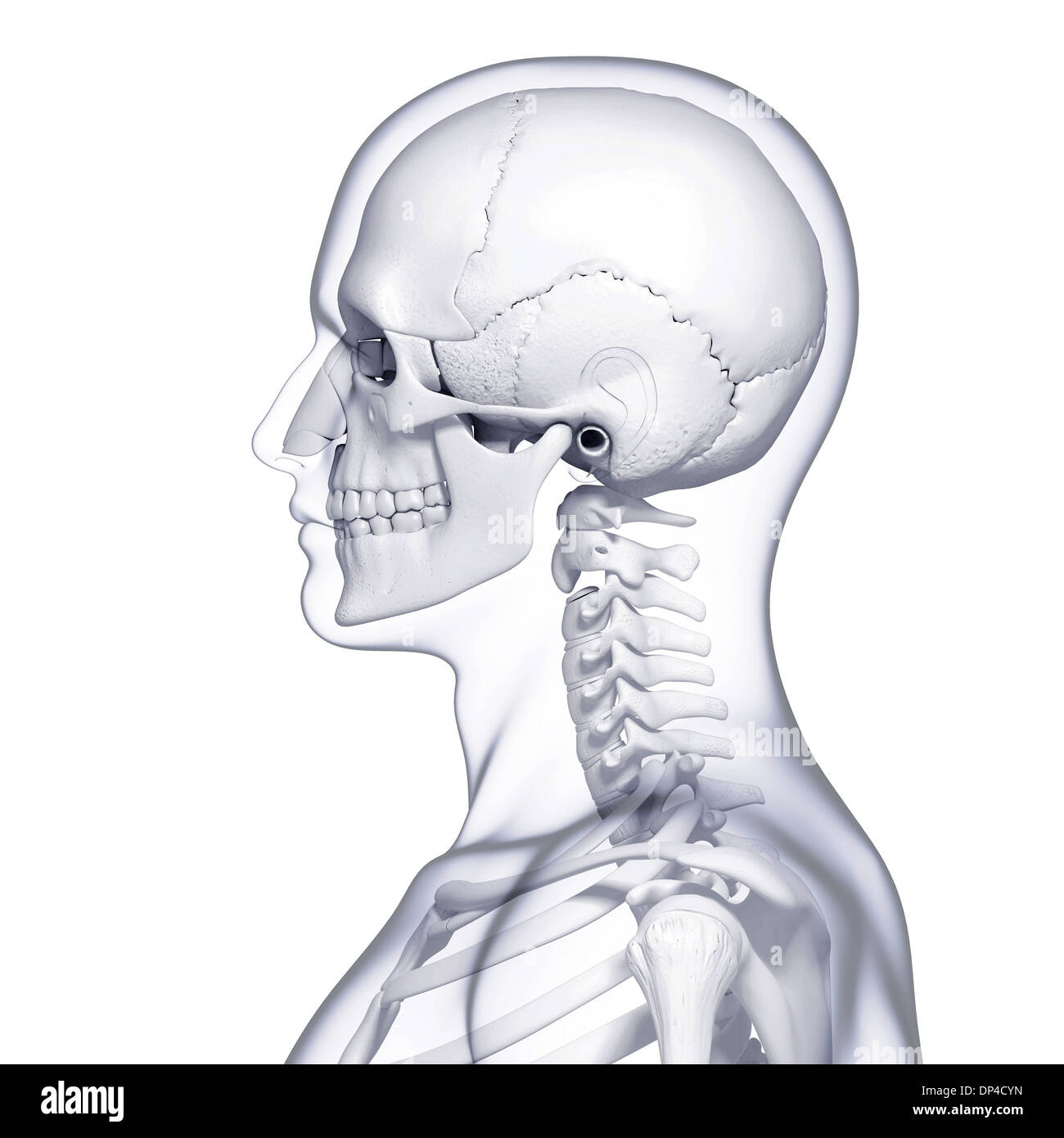 Human skeleton, artwork Stock Photo - Alamy
