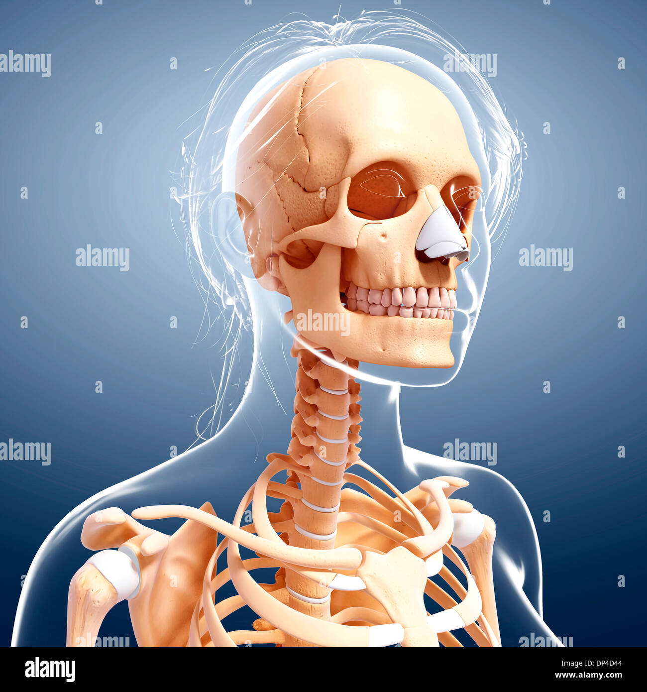 Female skeleton, artwork Stock Photo - Alamy