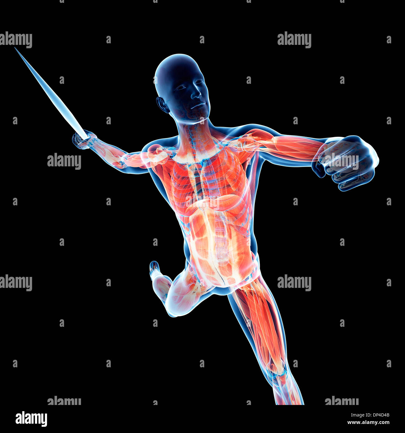 Male musculature, artwork Stock Photo - Alamy