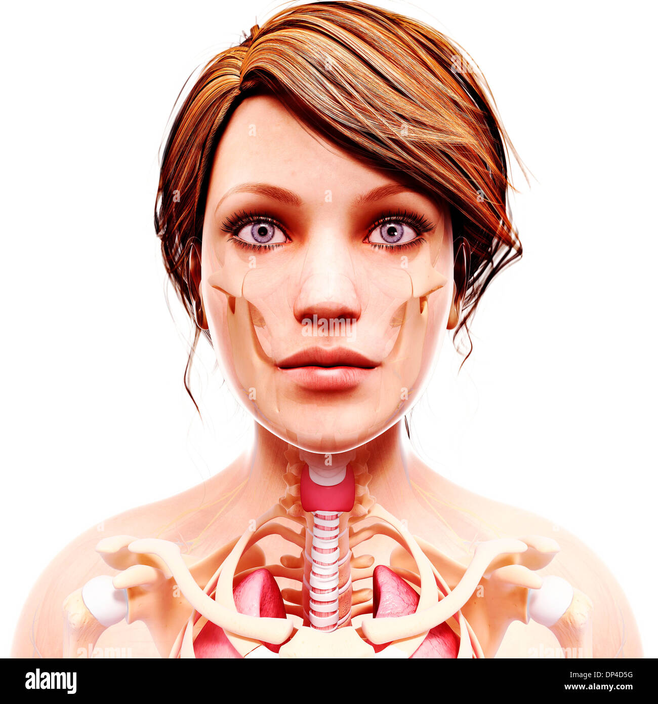 Female anatomy, artwork Stock Photo - Alamy