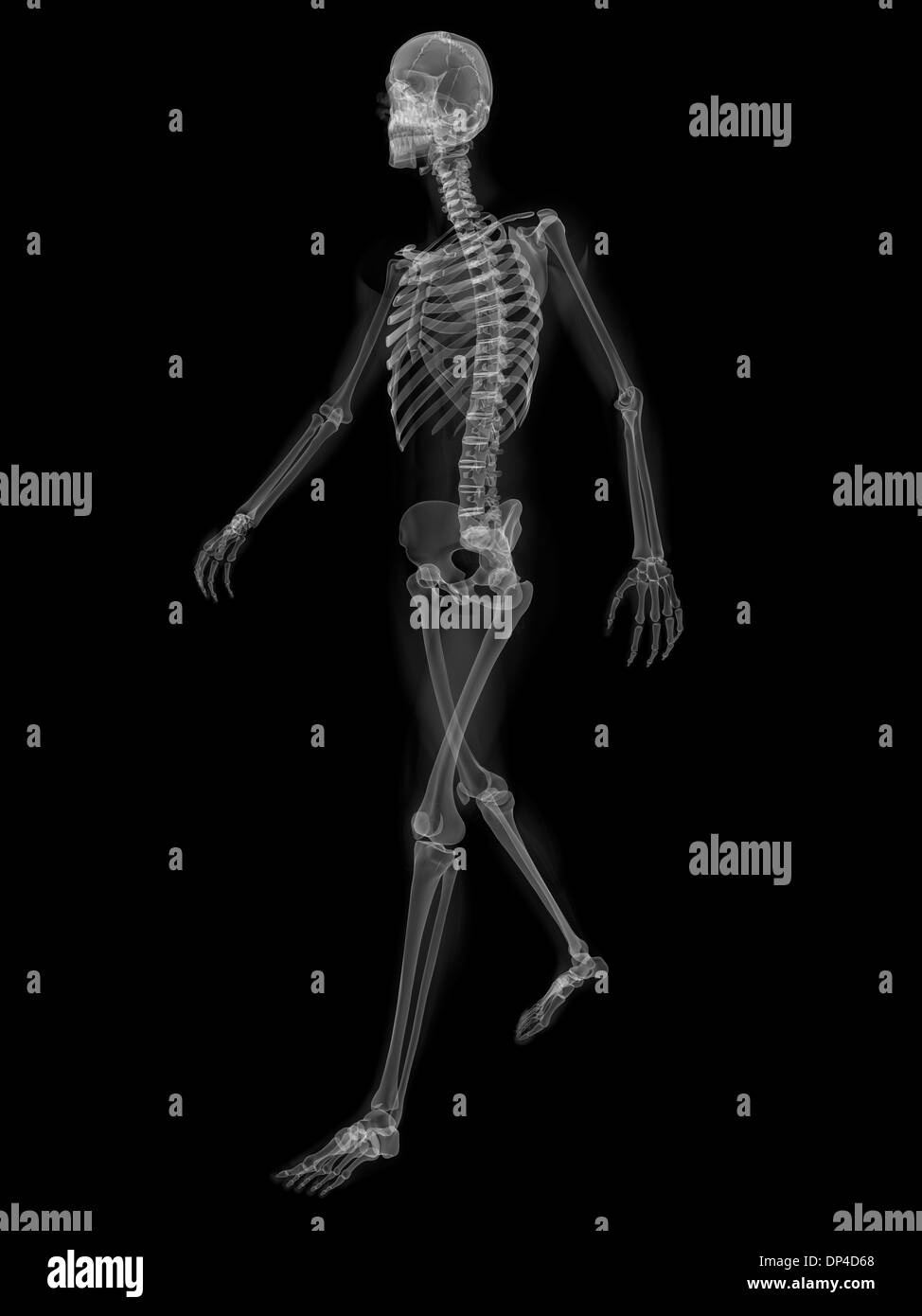 Skeleton walking, artwork Stock Photo - Alamy