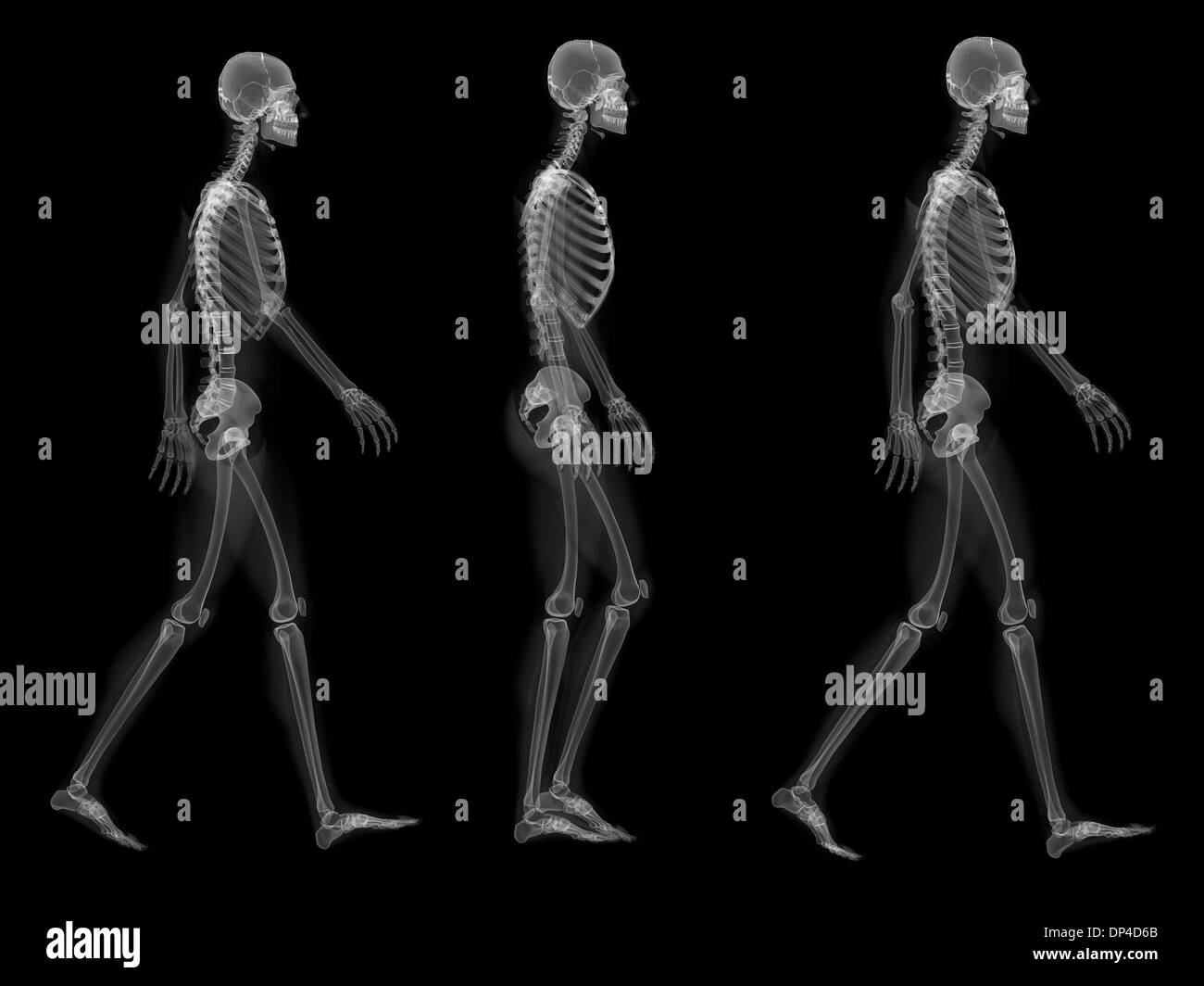 Skeleton walking, artwork Stock Photo - Alamy