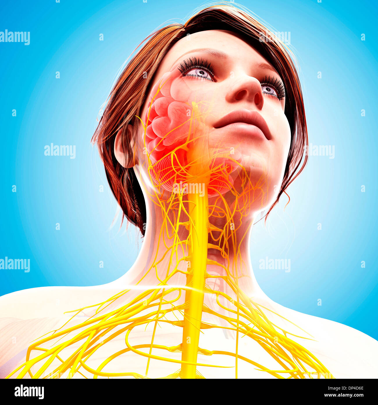 Female nervous system, artwork Stock Photo - Alamy