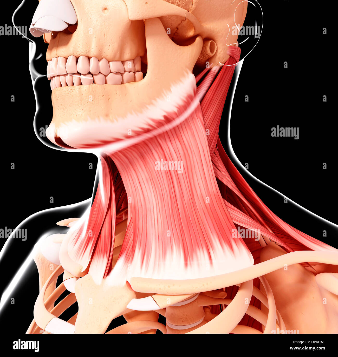Human neck musculature, artwork Stock Photo - Alamy