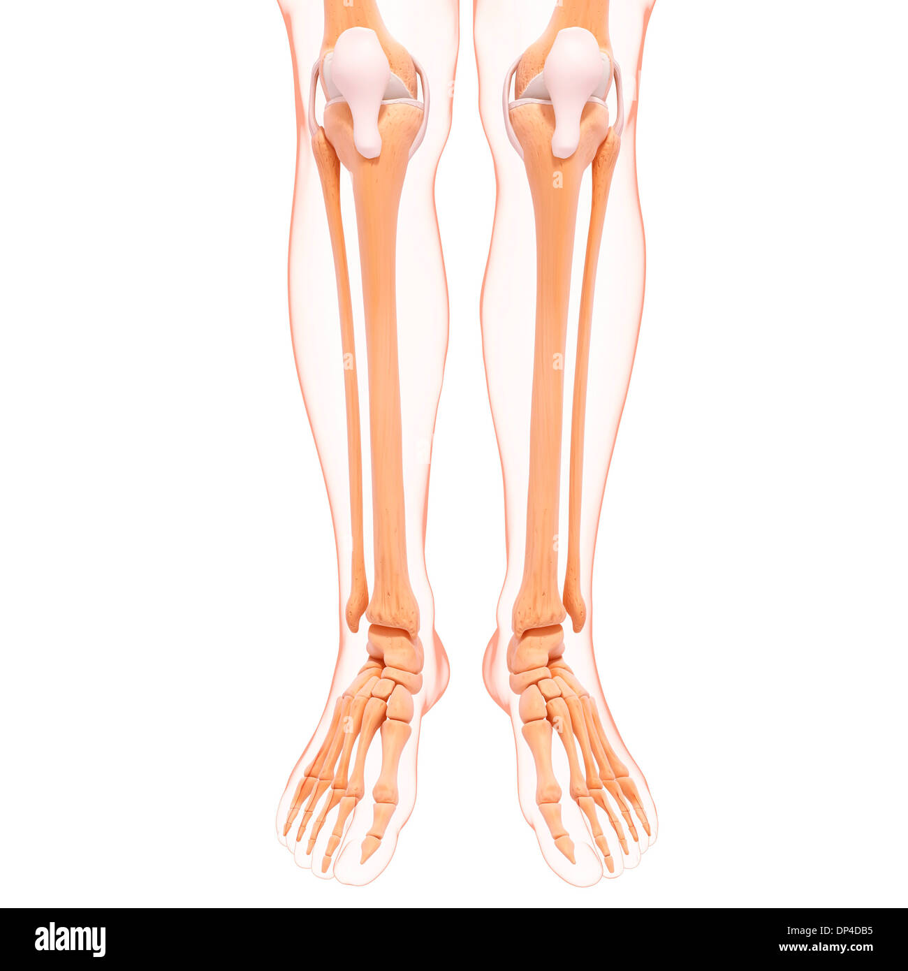 Human leg bones, artwork Stock Photo - Alamy