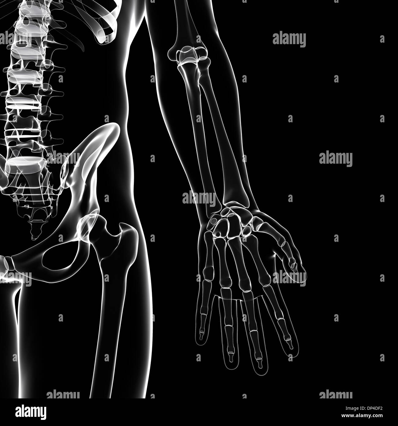 Human skeleton, artwork Stock Photo - Alamy