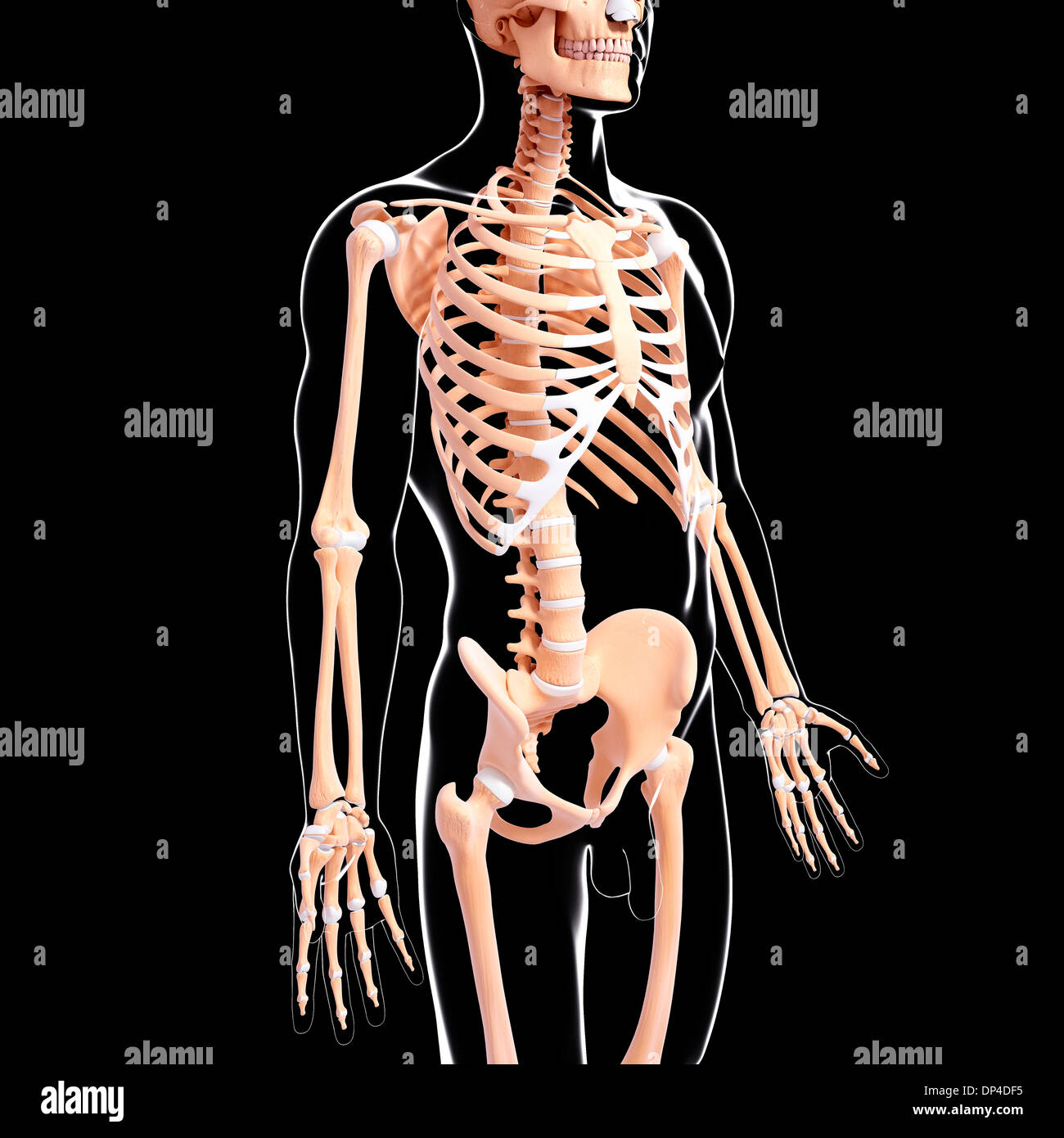Male skeleton, artwork Stock Photo - Alamy