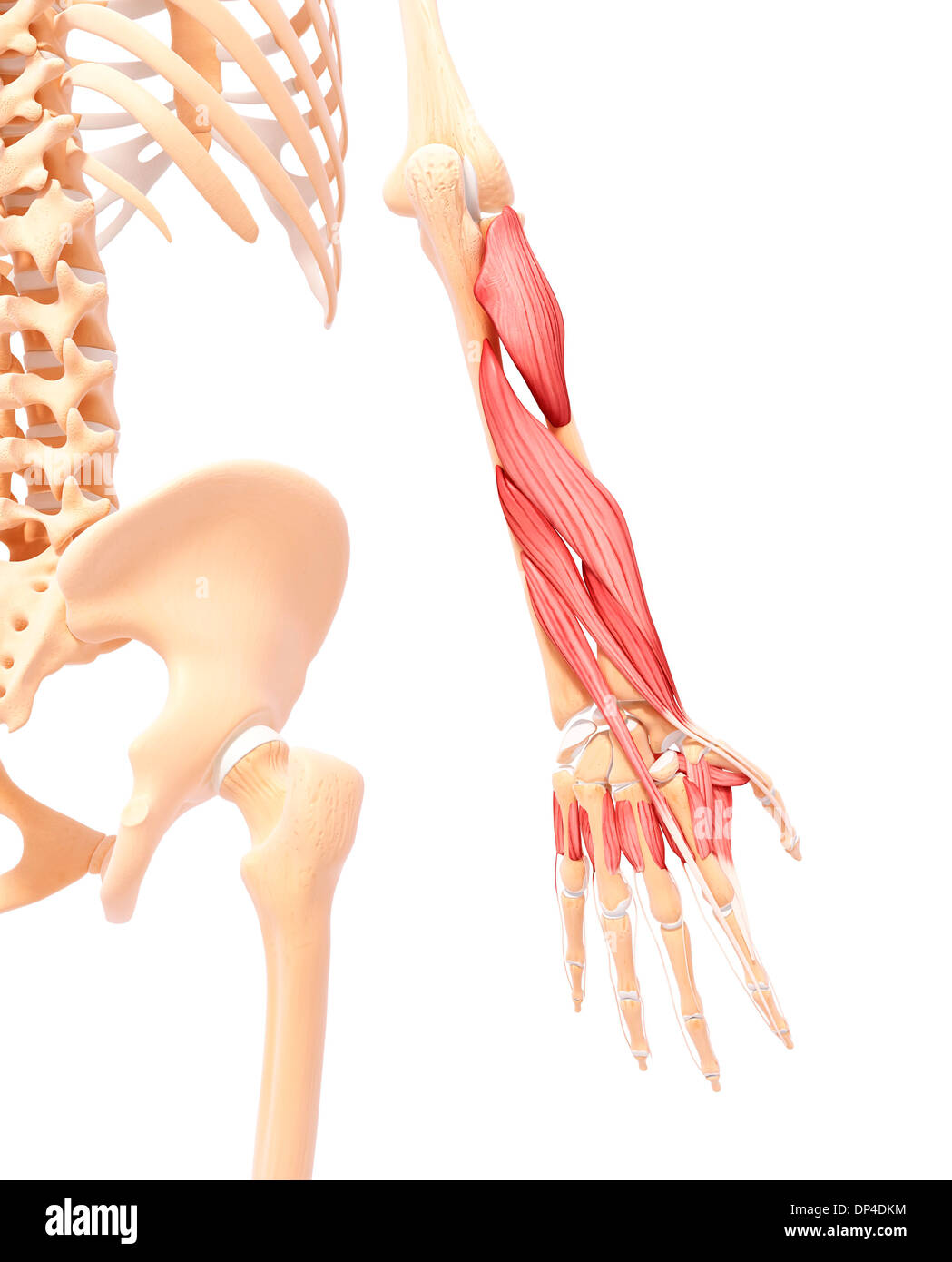 Human arm musculature, artwork Stock Photo - Alamy