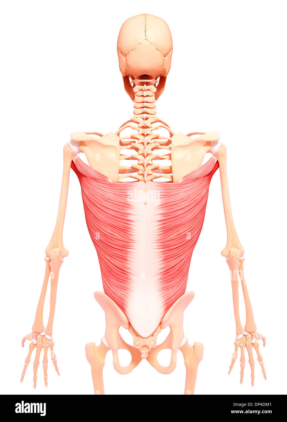 Human musculature, artwork Stock Photo - Alamy