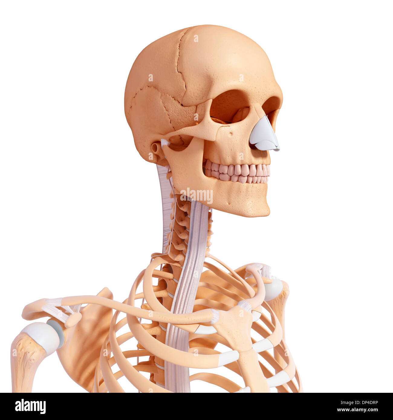 Human Bones Head To Shoulders