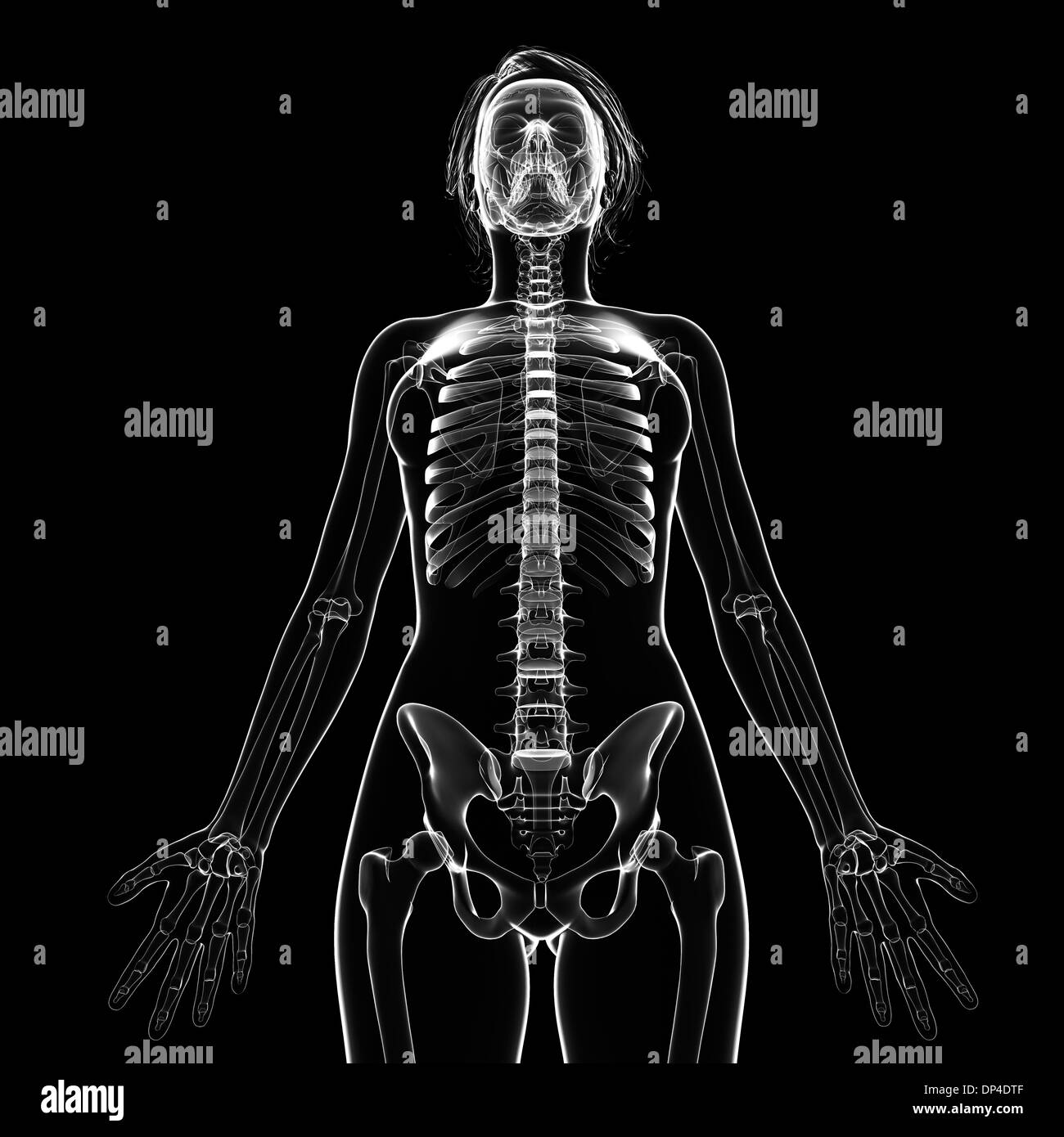 Female skeleton, artwork Stock Photo - Alamy