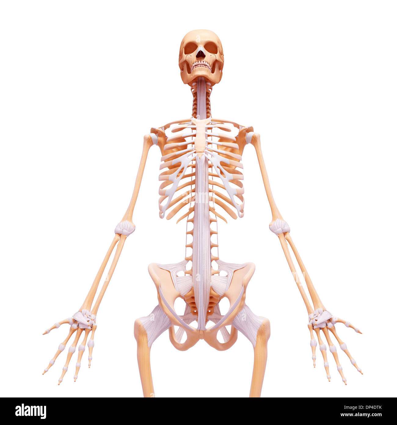 Female skeleton, artwork Stock Photo - Alamy