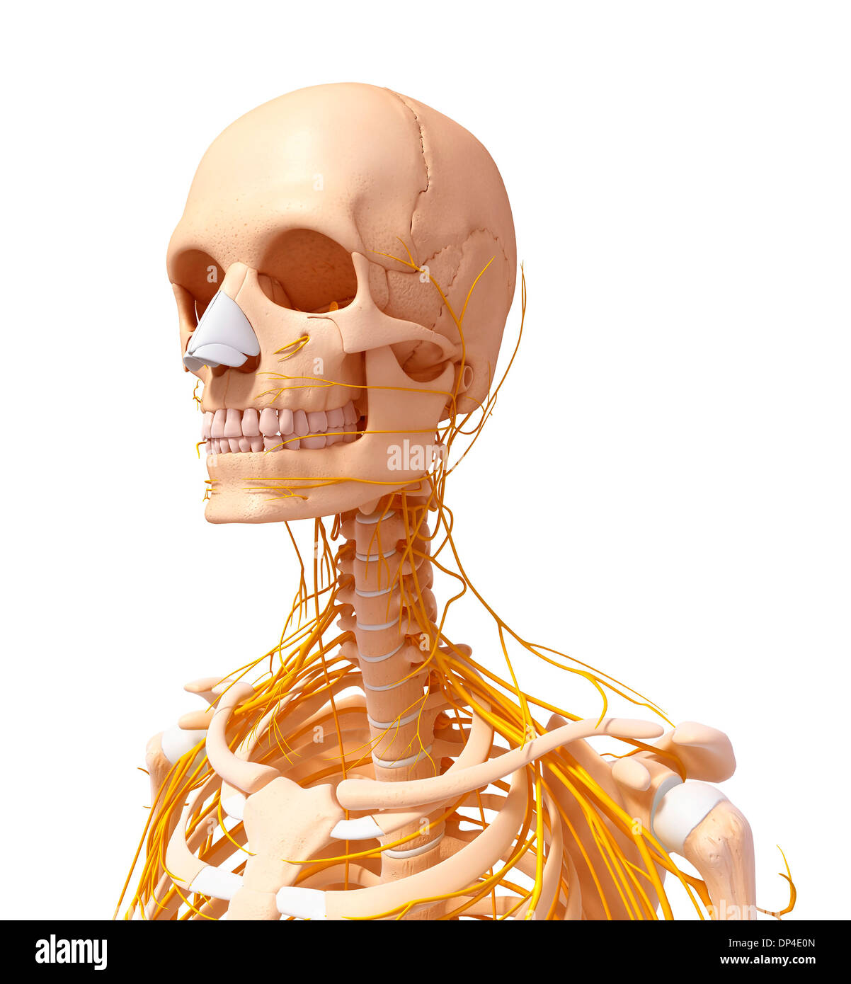 Human nervous system, artwork Stock Photo - Alamy