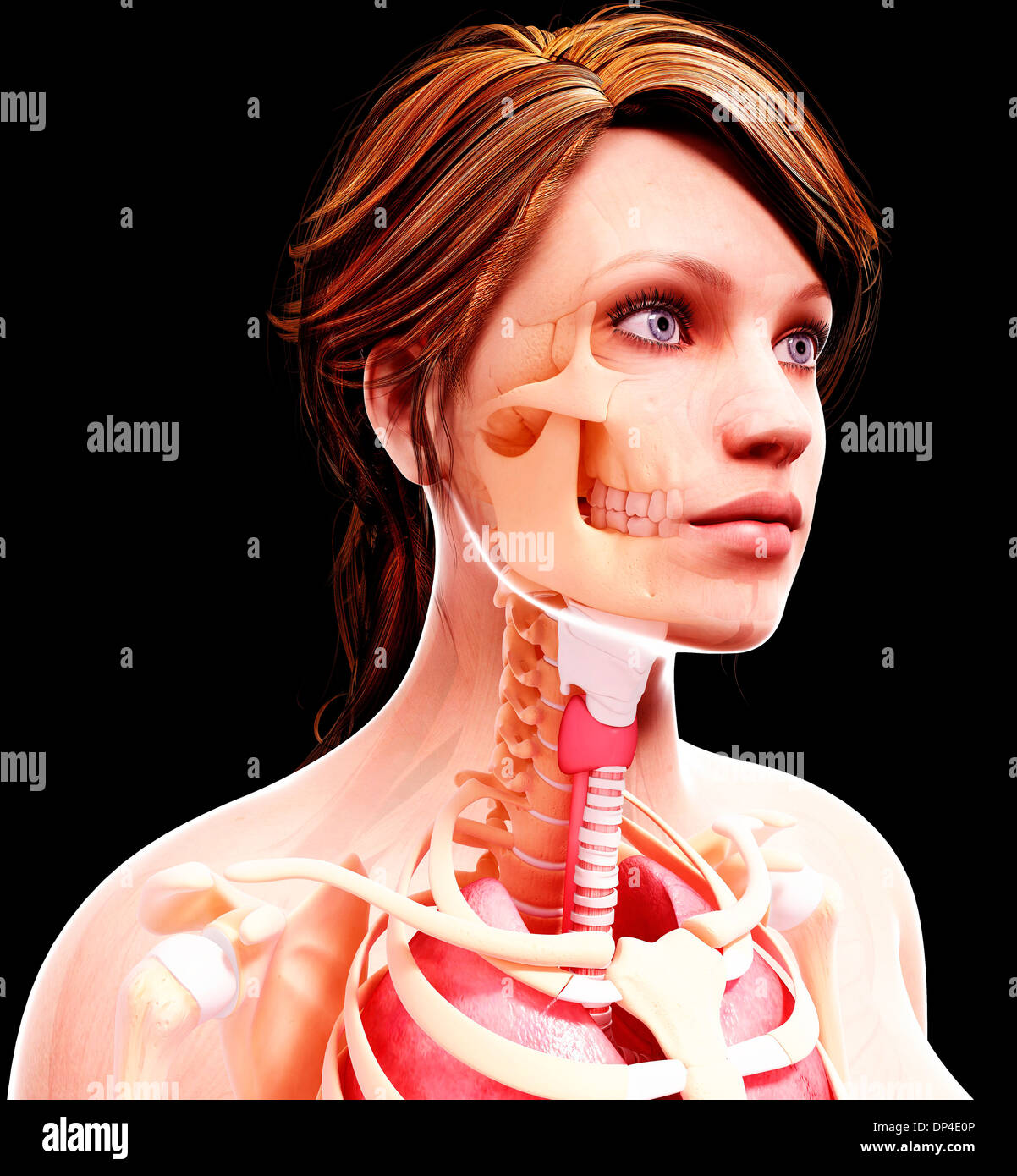 Female anatomy, artwork Stock Photo - Alamy