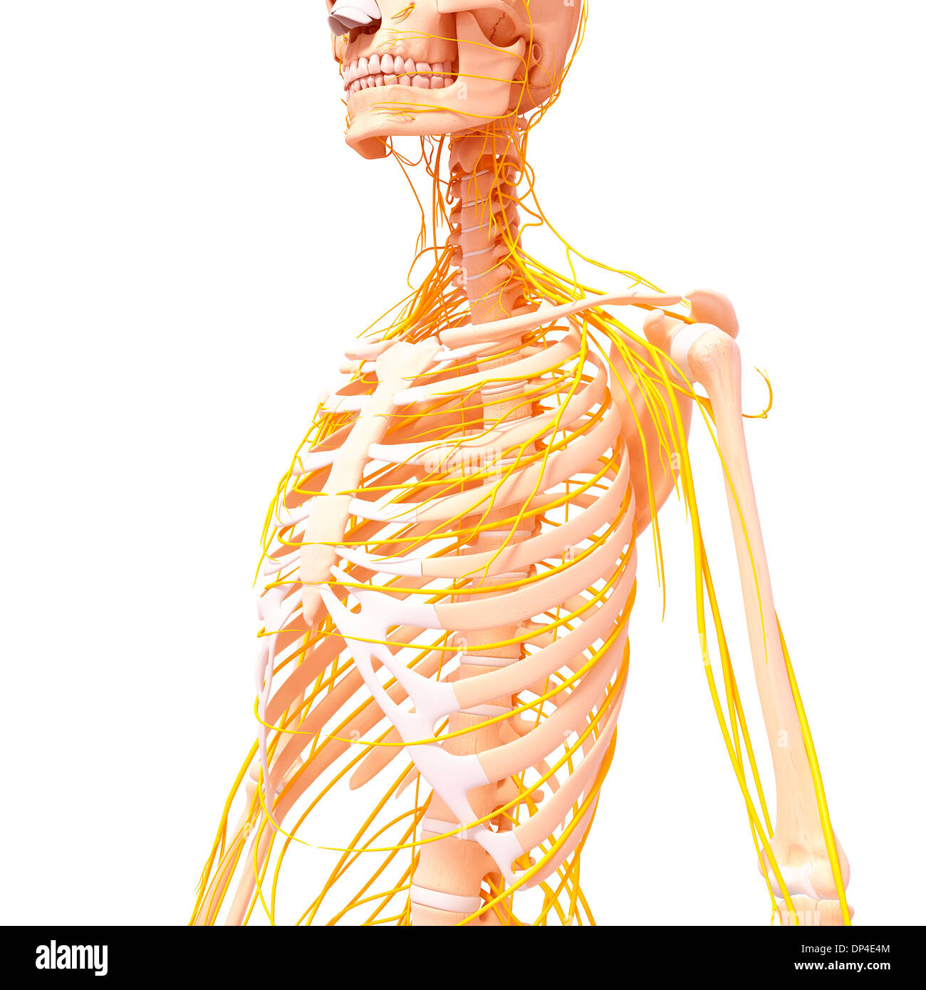 Human nervous system, artwork Stock Photo - Alamy