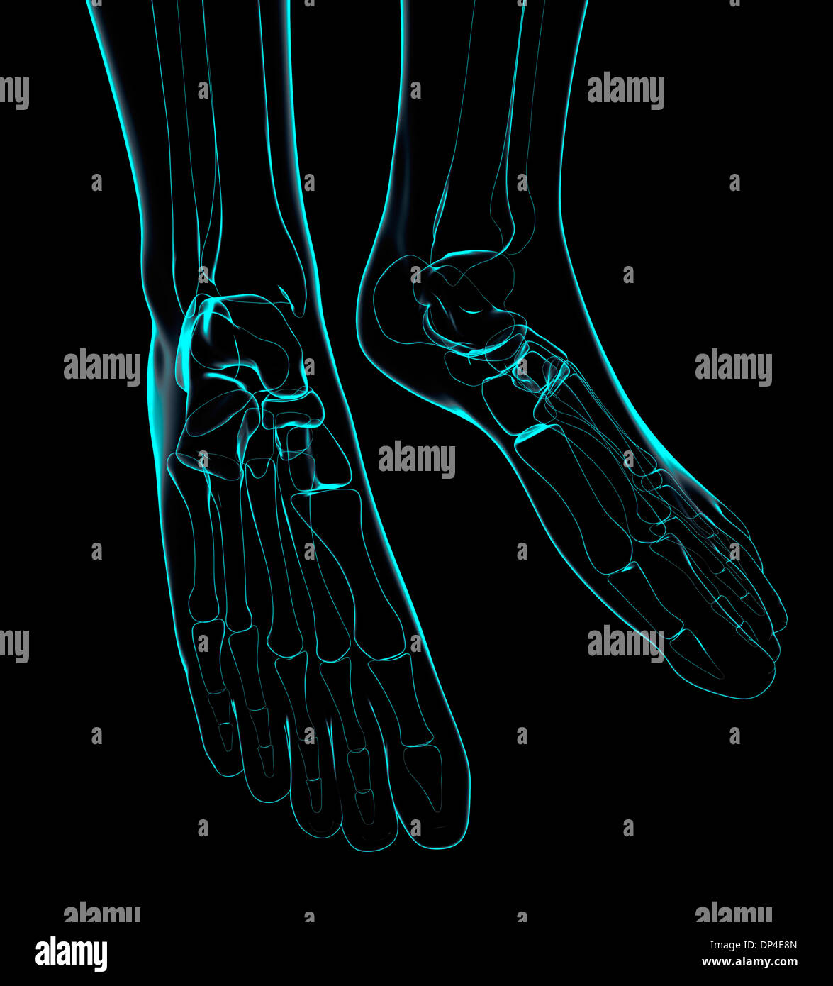 Human foot bones, artwork Stock Photo - Alamy