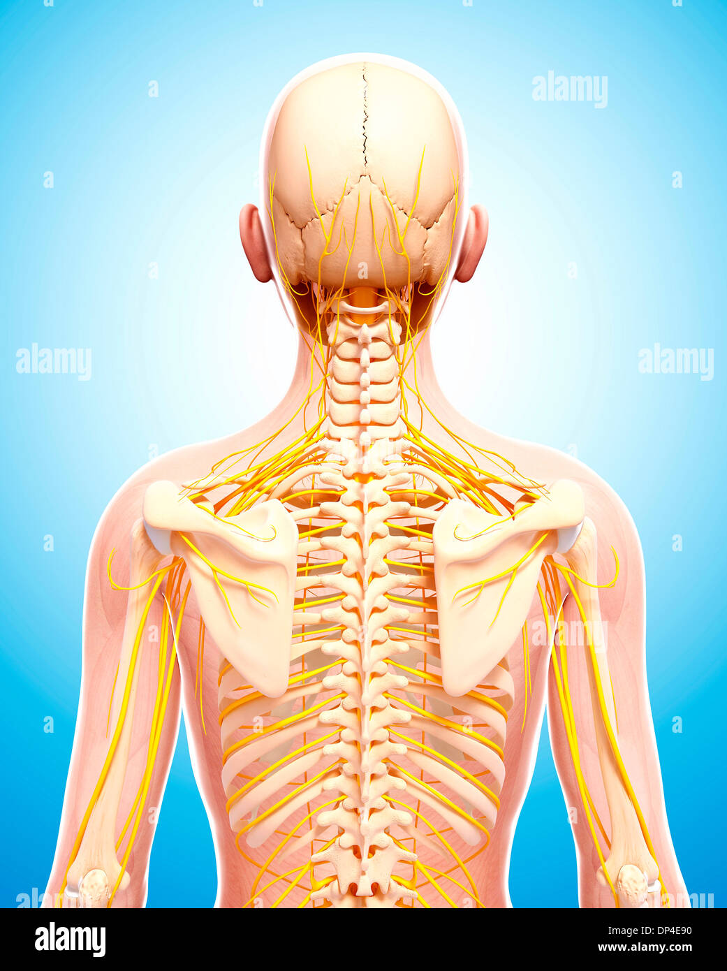 Human nervous system, artwork Stock Photo - Alamy