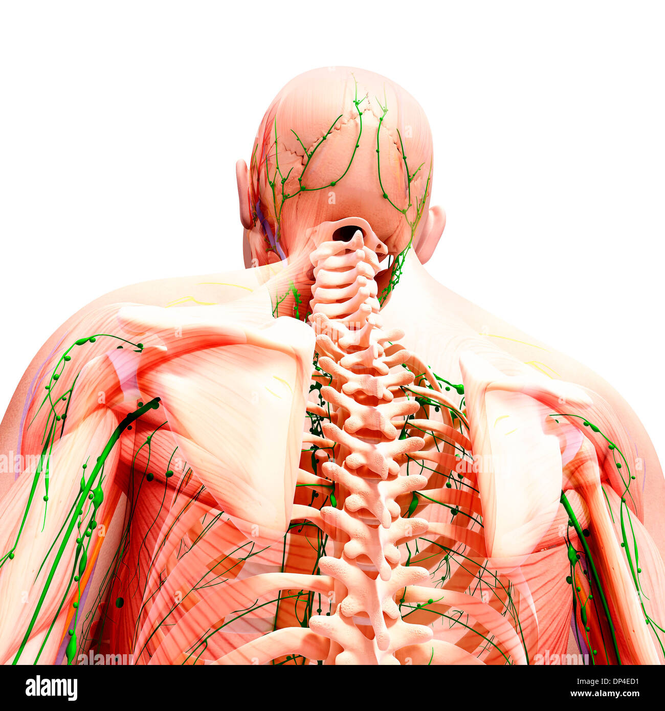 Human lymphatic system, artwork Stock Photo - Alamy