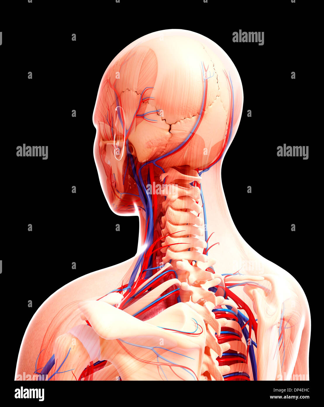 Anatomy human skull rear view hi-res stock photography and images - Alamy
