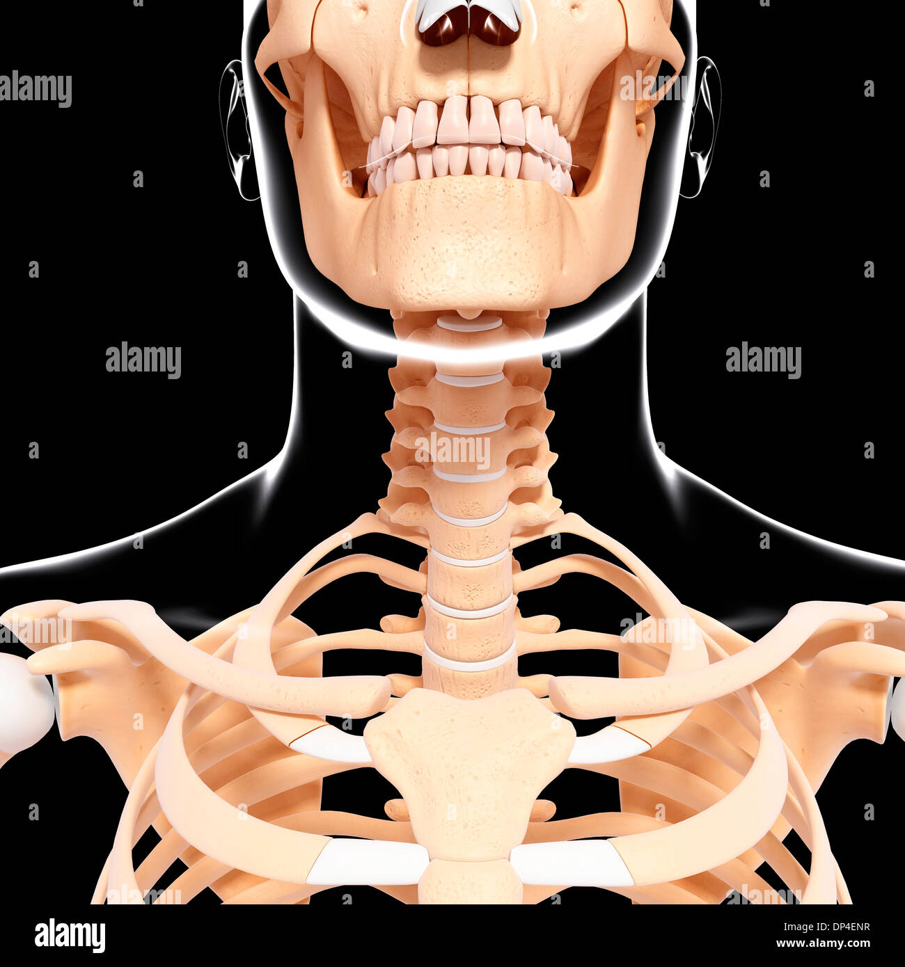 Human skeleton, artwork Stock Photo - Alamy