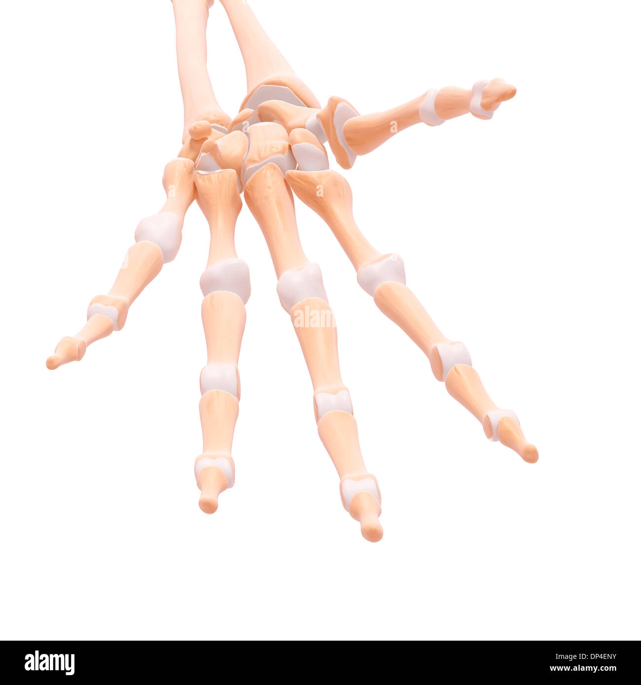 Human hand bones, artwork Stock Photo - Alamy