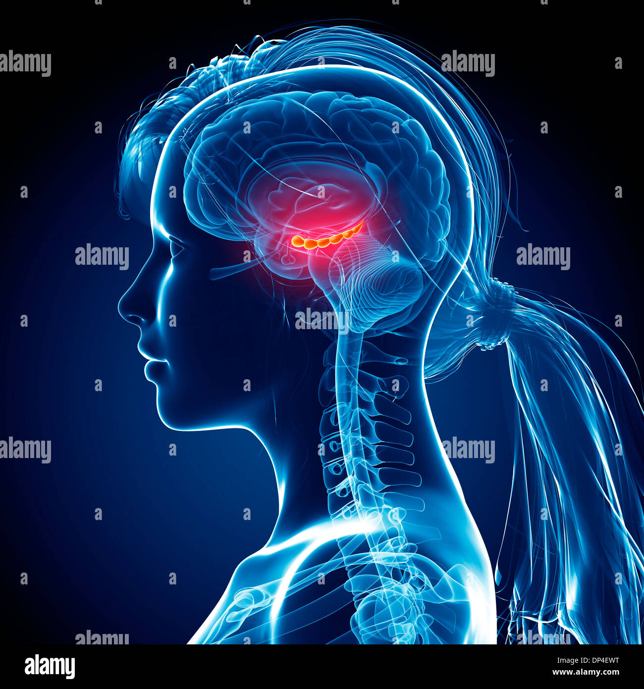 Female brain, artwork Stock Photo - Alamy