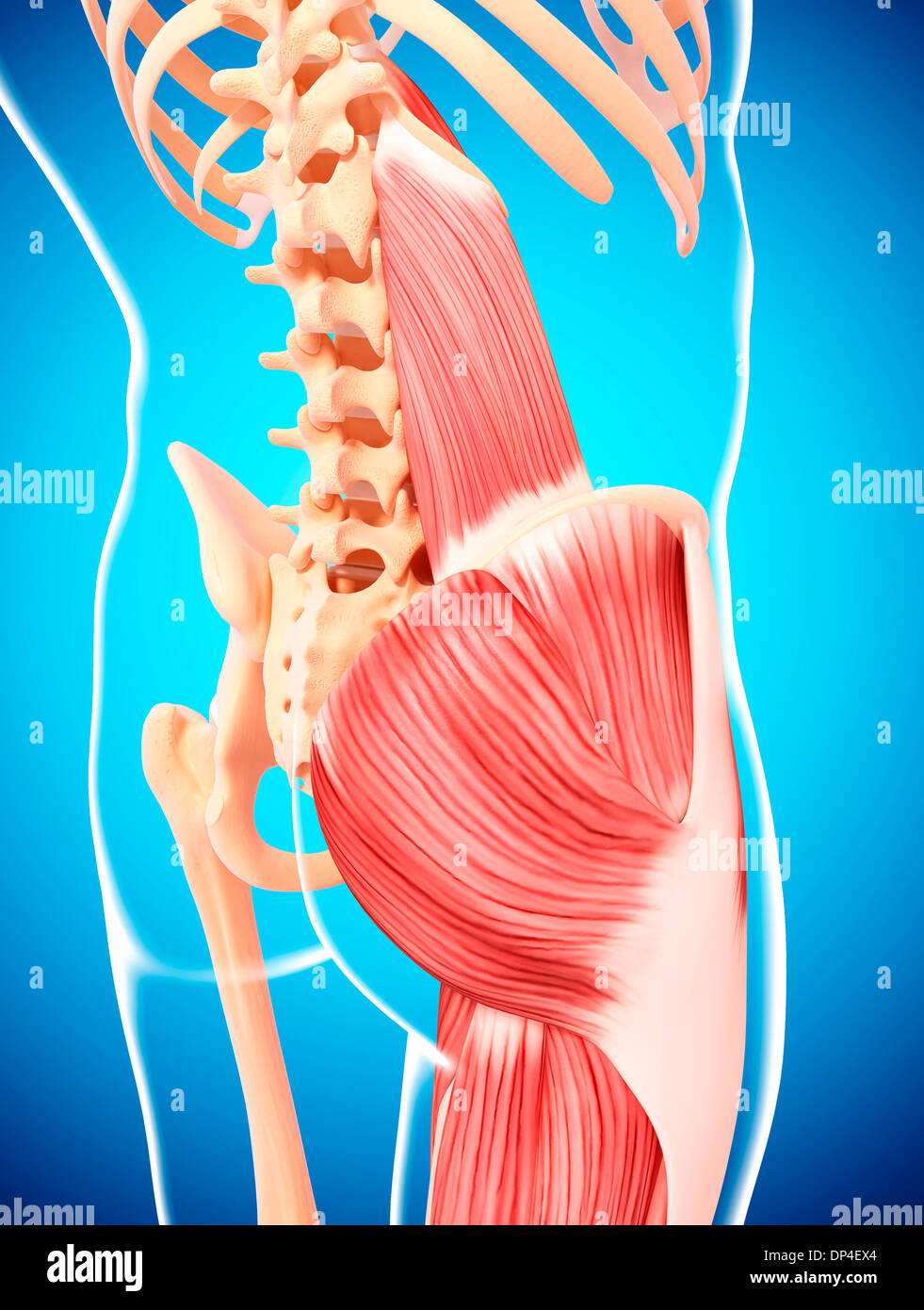 Quadratus Femoris Muscle Musculus Quadratus Femoris Kenhub