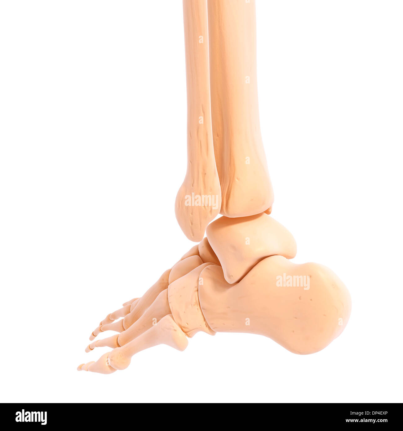 Human leg bones, artwork Stock Photo - Alamy