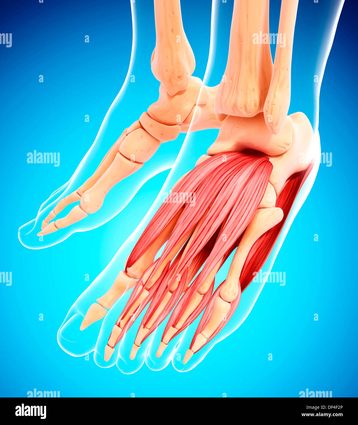 Human foot musculature, artwork Stock Photo - Alamy