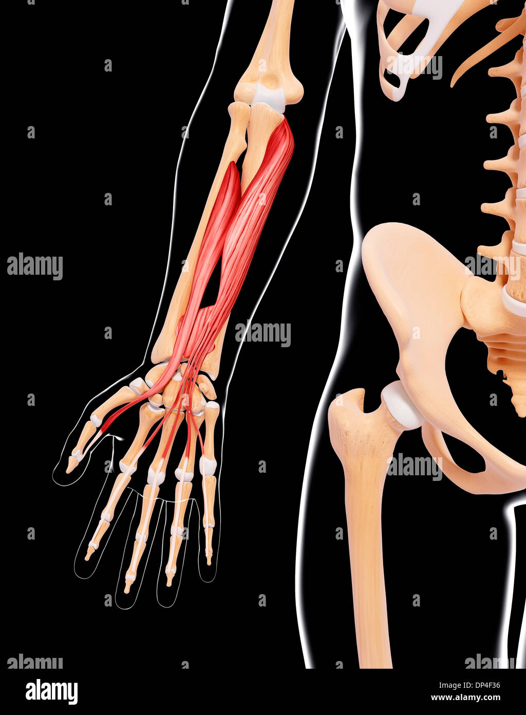 Human arm musculature, artwork Stock Photo - Alamy