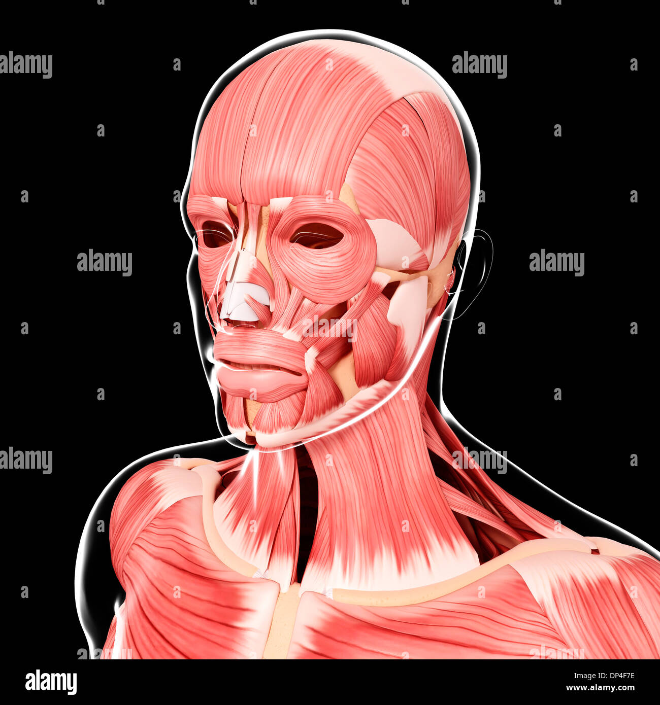Occipitofrontalis muscle hi-res stock photography and images - Alamy