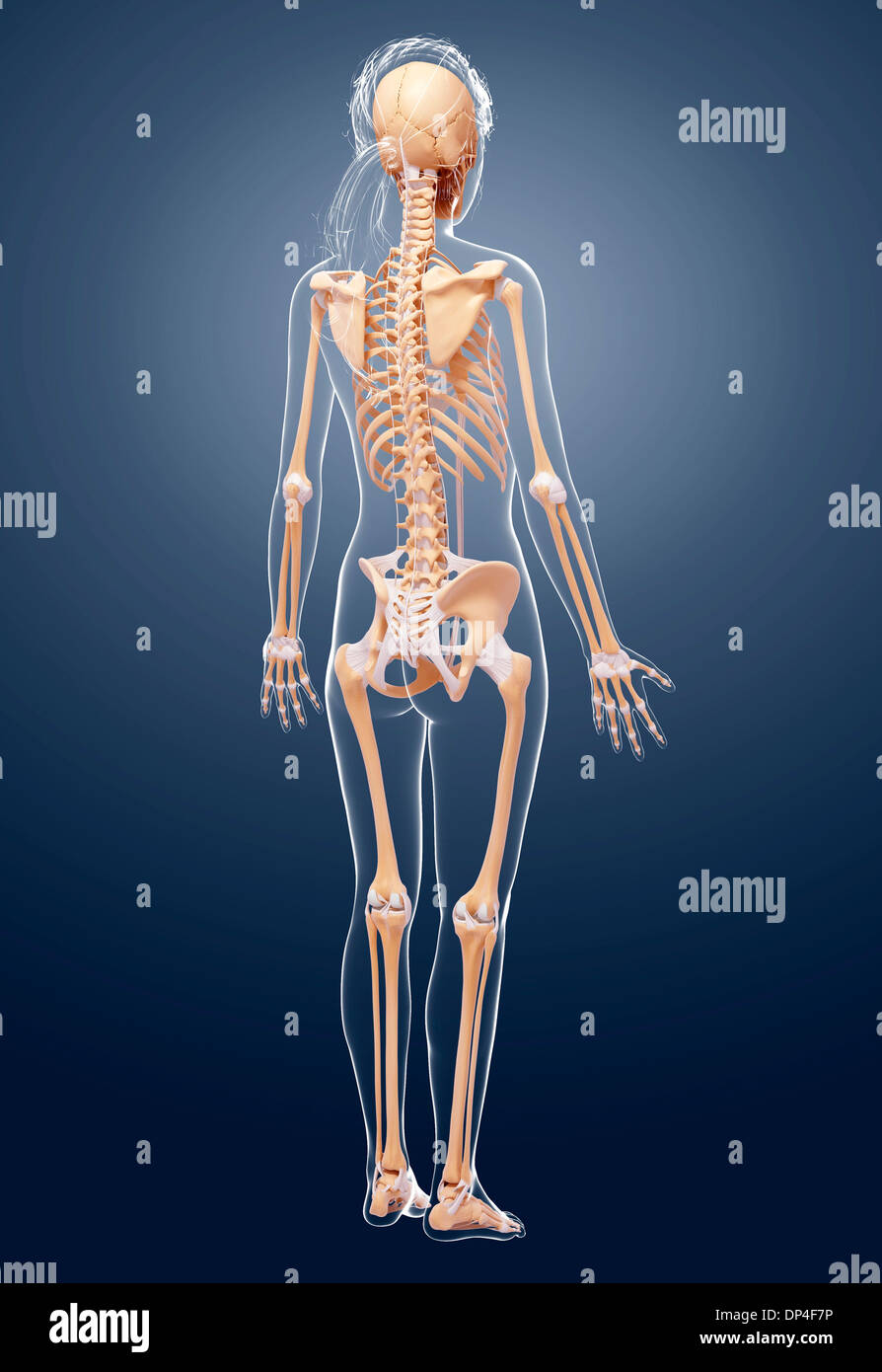 Female skeleton, artwork Stock Photo - Alamy