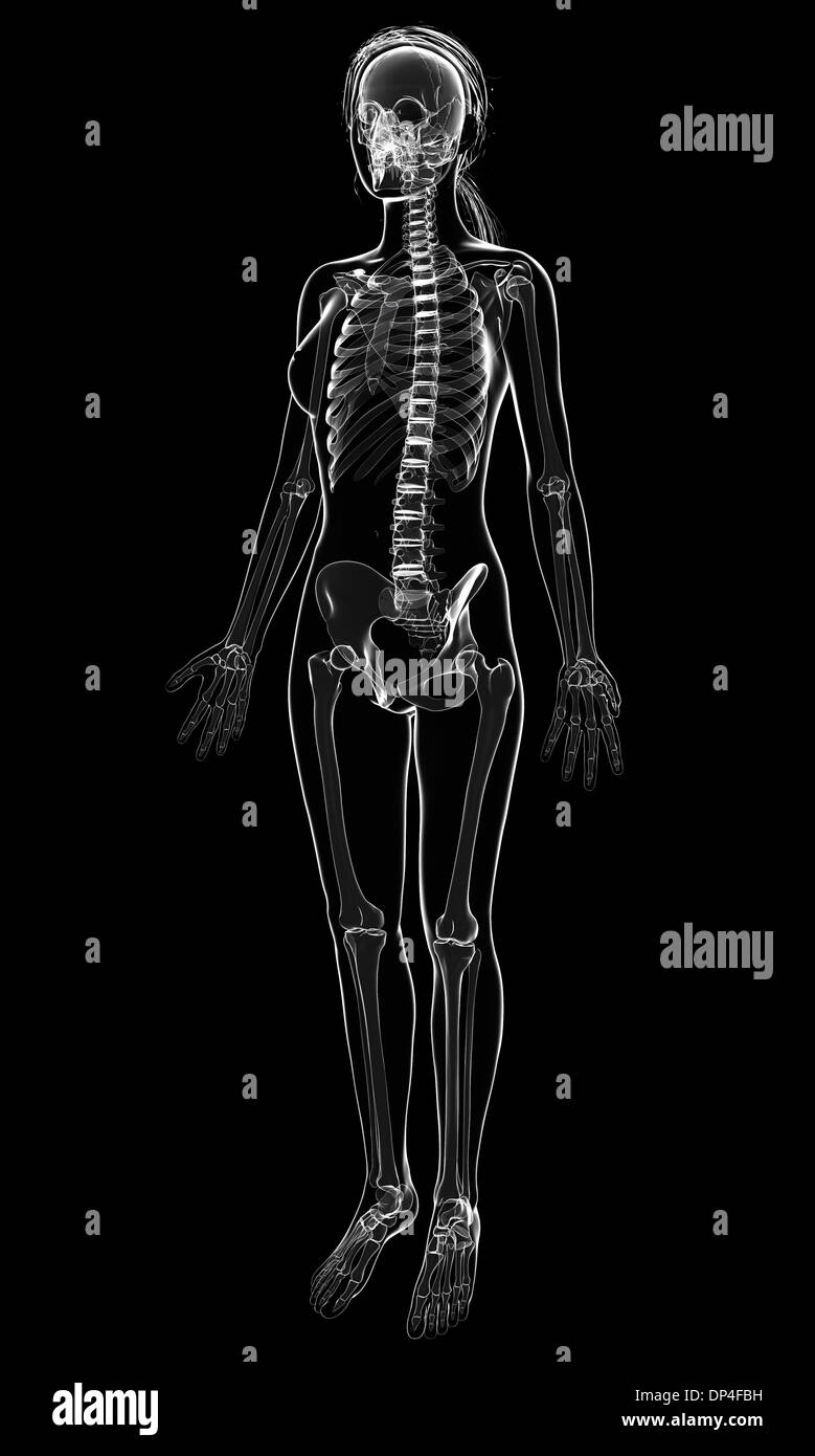 Female skeleton, artwork Stock Photo - Alamy