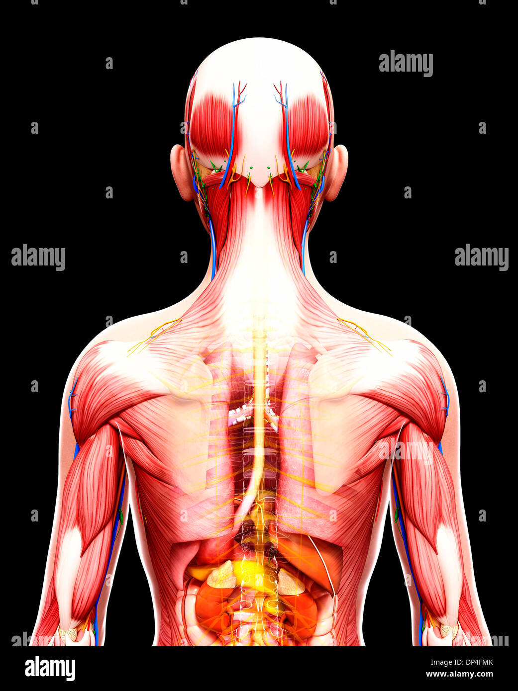 Trapezius anatomy hi-res stock photography and images - Alamy