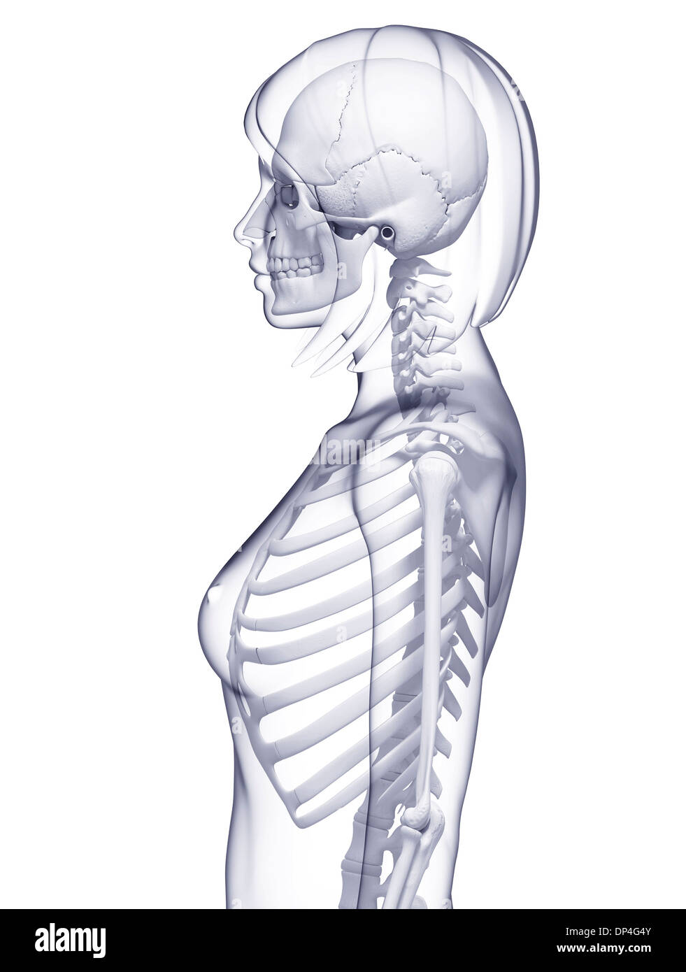 Female skeleton, artwork Stock Photo - Alamy
