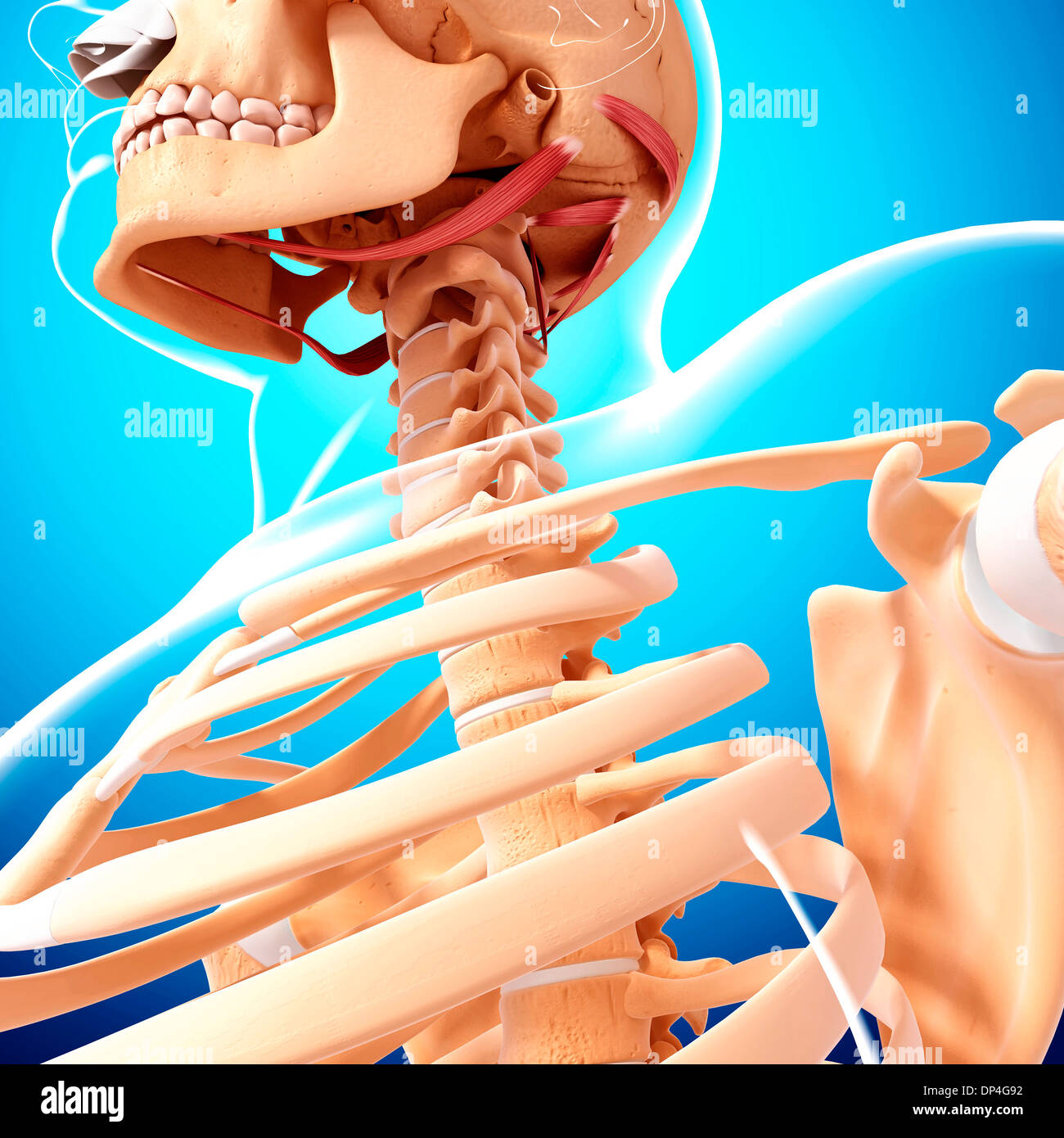 Human neck musculature, artwork Stock Photo - Alamy
