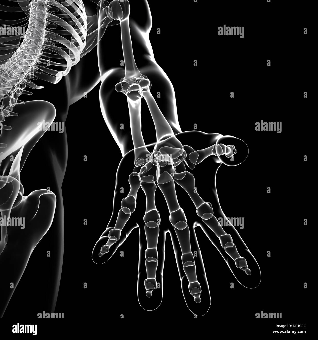 Human arm bones, artwork Stock Photo - Alamy