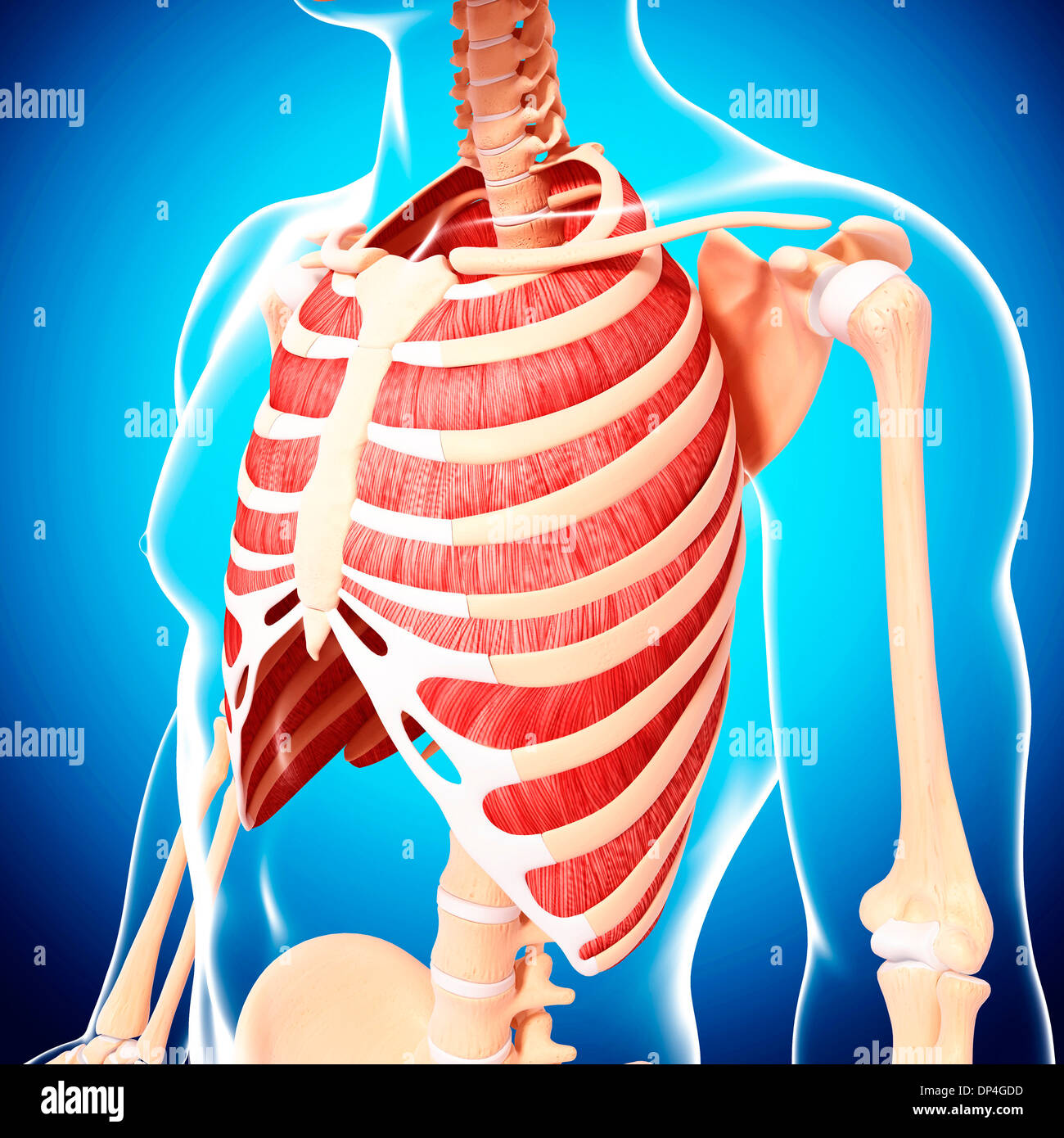Rib musculature hi-res stock photography and images - Alamy