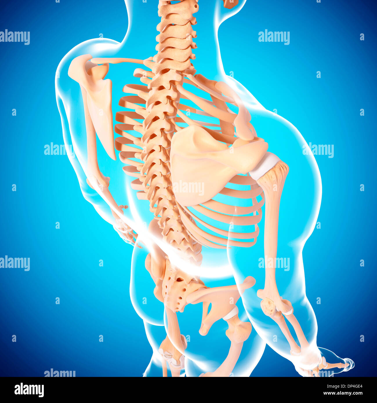 Rear view human spine scapula hi-res stock photography and images - Alamy