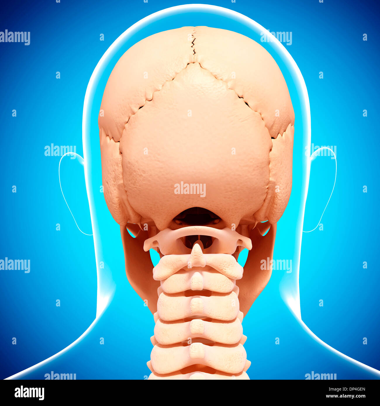 Human skull, artwork Stock Photo - Alamy