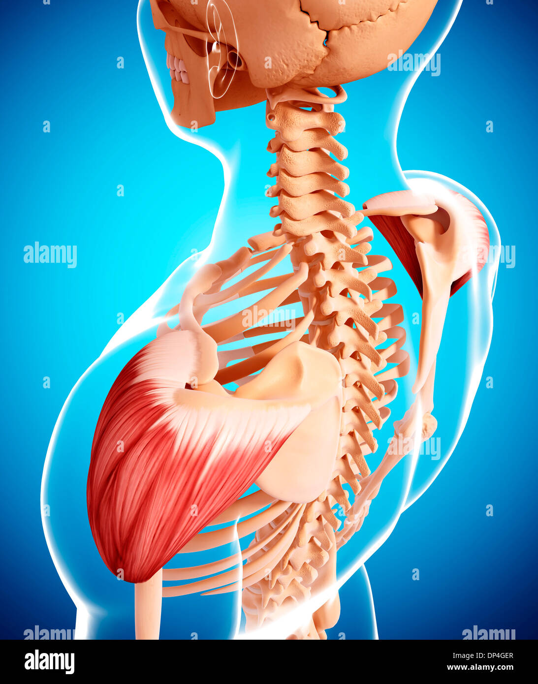 Human shoulder musculature artwork hi-res stock photography and images ...