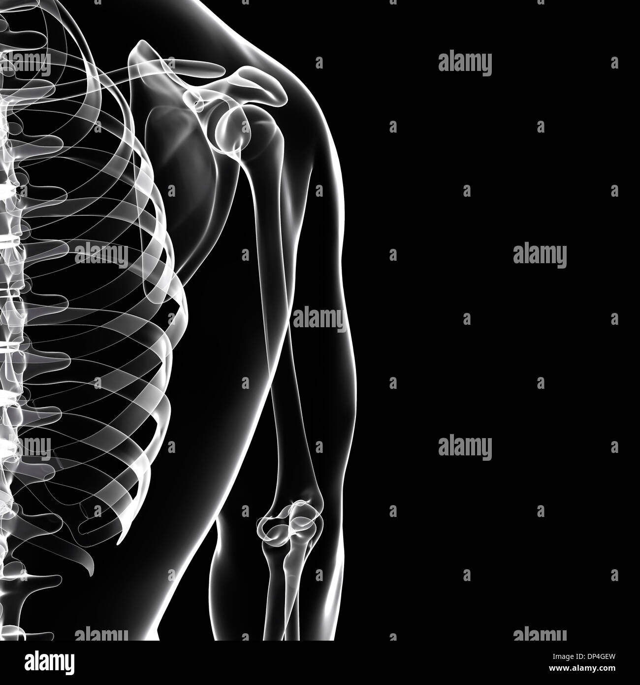Human shoulder bones, artwork Stock Photo - Alamy