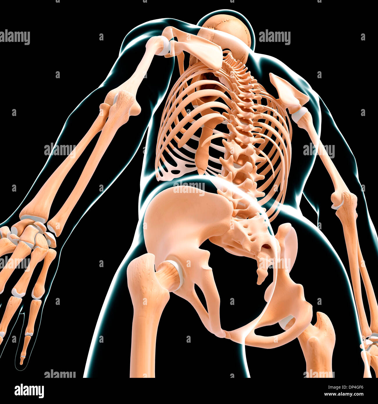 Human skeleton, artwork Stock Photo - Alamy